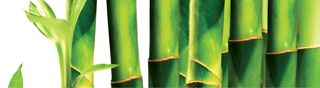 Troy Wiseman: Bamboo - A Sustainable Source of Fibre - Business Vision